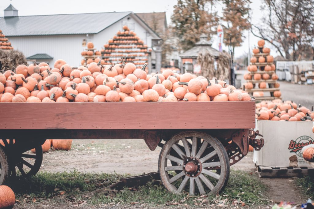 Fun Fall Festivals and Pumpkin Patches in Oregon - A BLONDE VINTAGE