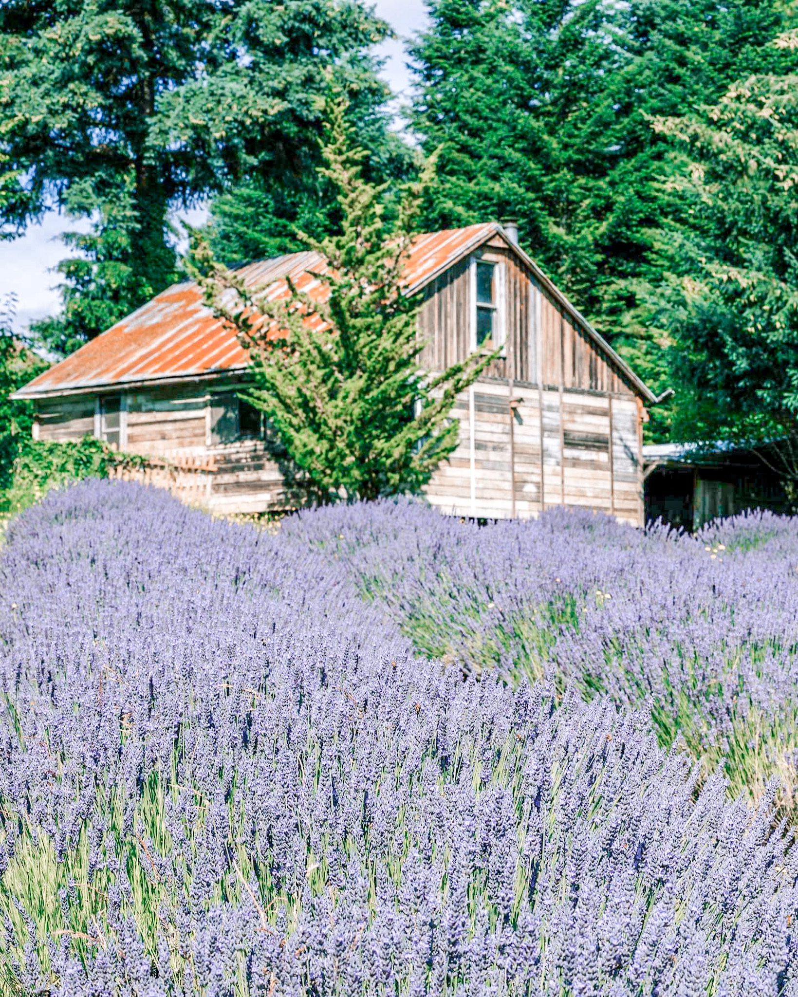Mountainside Lavender Farm - A BLONDE VINTAGE